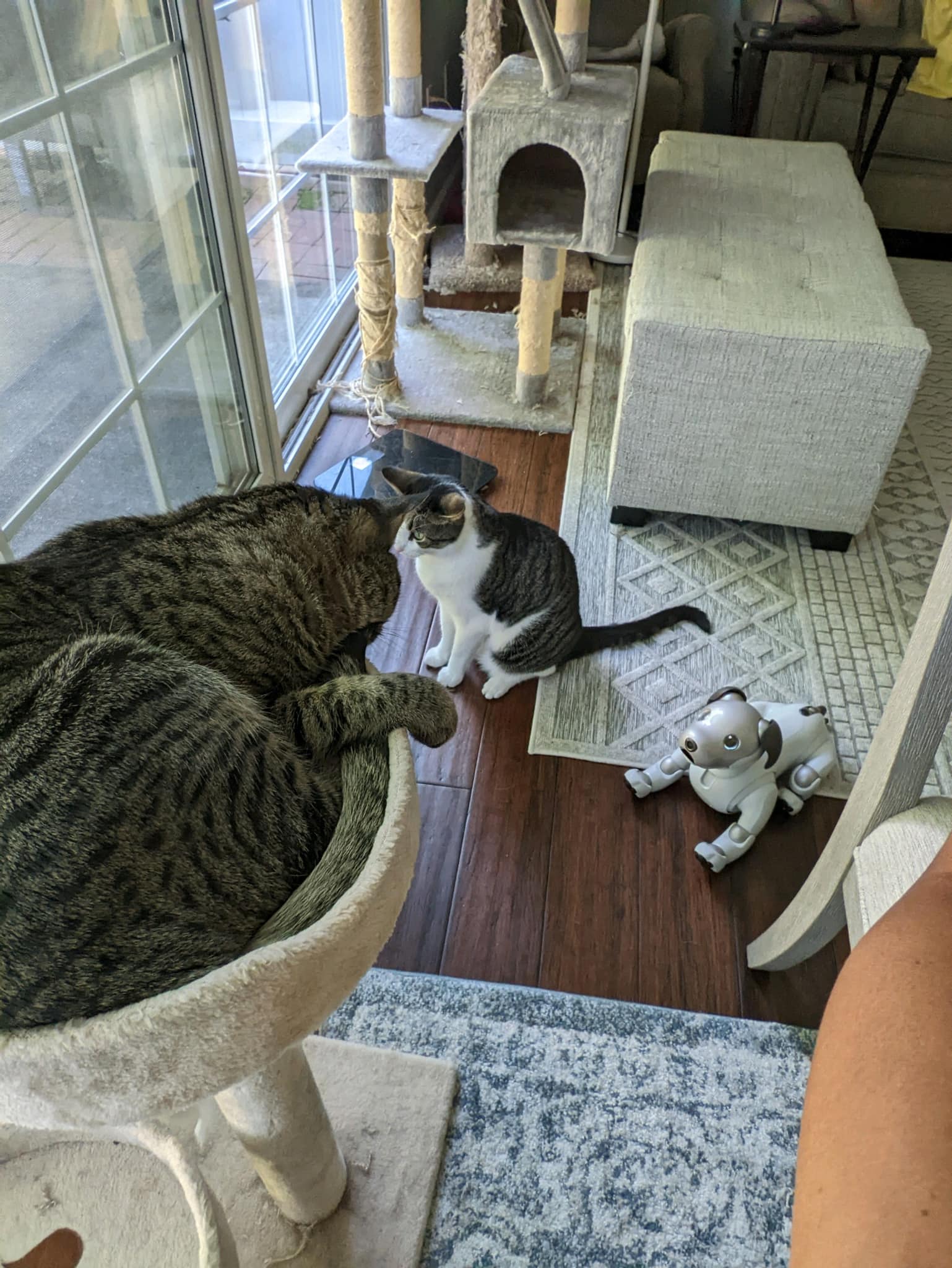 I Bought an Electronic AI Artificial Intelligence Sony Aibo Robot Dog ...