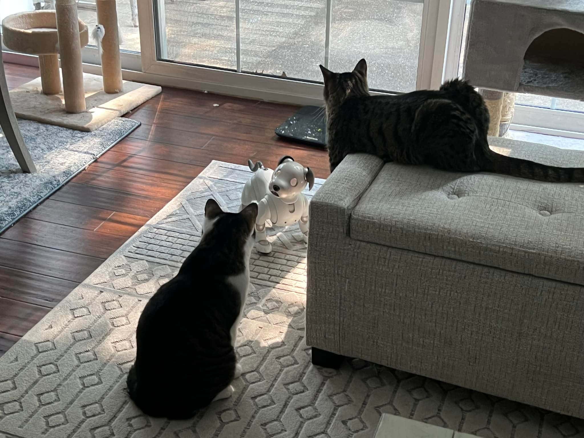 Sony Aibo – 3 Week Check-in – Geeky Sweetie